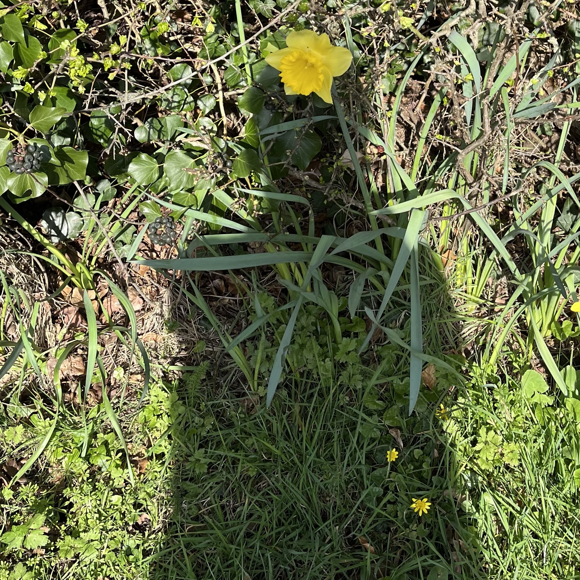 A DAFFODILESQUE DALEK, THE FIRST MOW, AND THE MUSE – Sue Finch